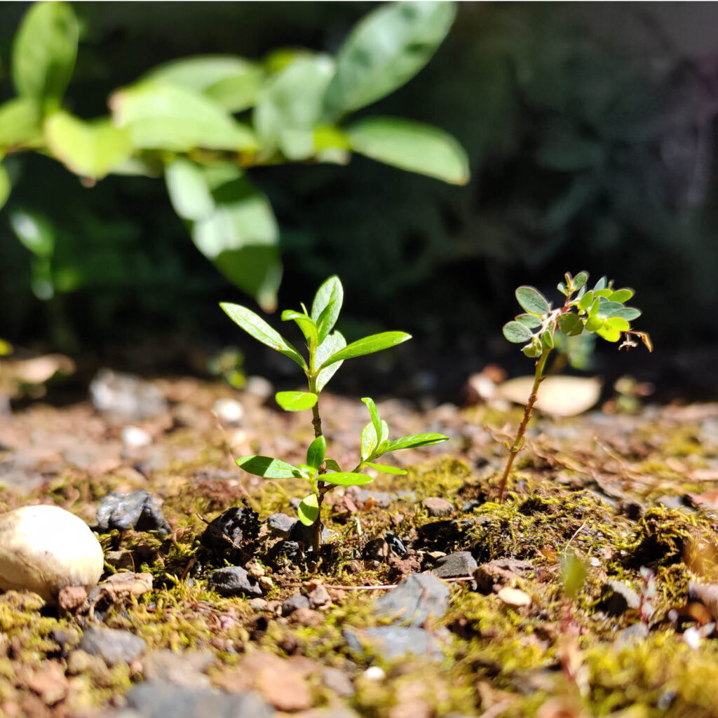 Walking Roots with Greg Kenicer - MIMA | What's On | High Life North ...