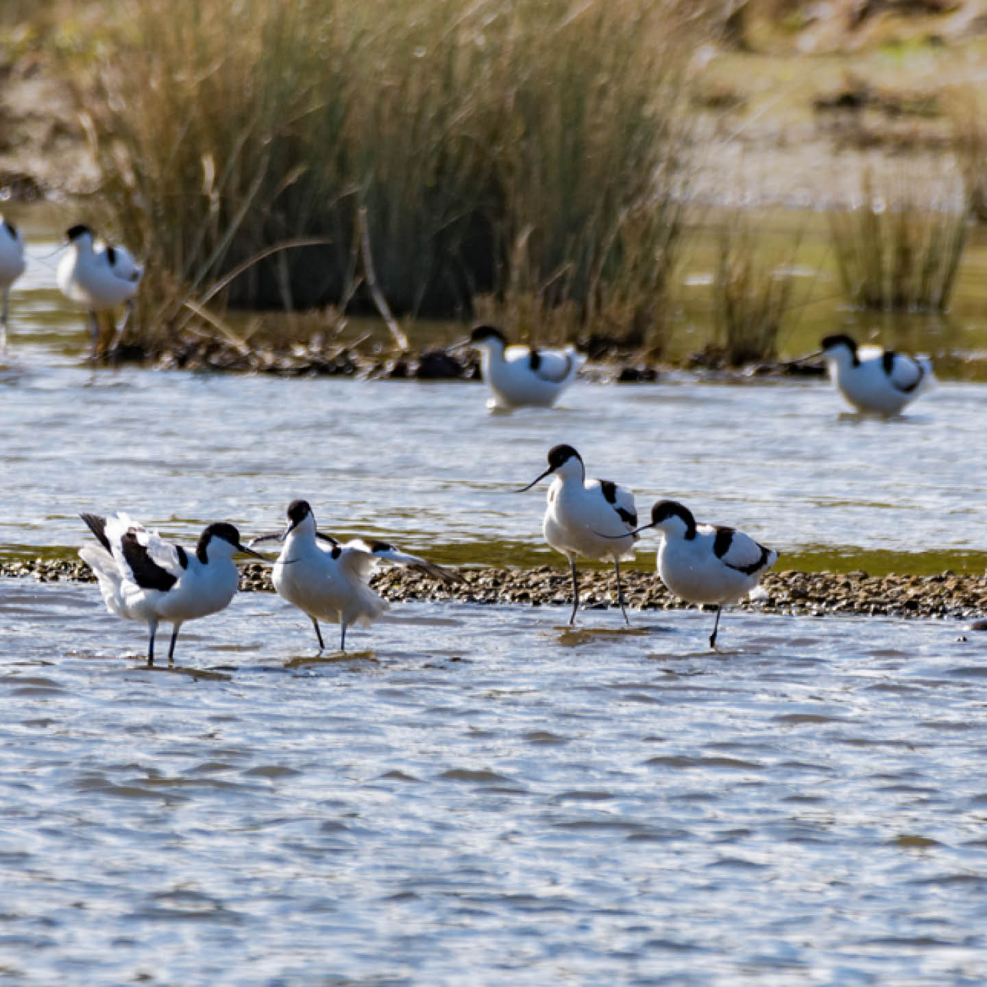 Keeper Walk and Egg Spotting - Washington Wetland Centre | What's On | High Life North | Look ...