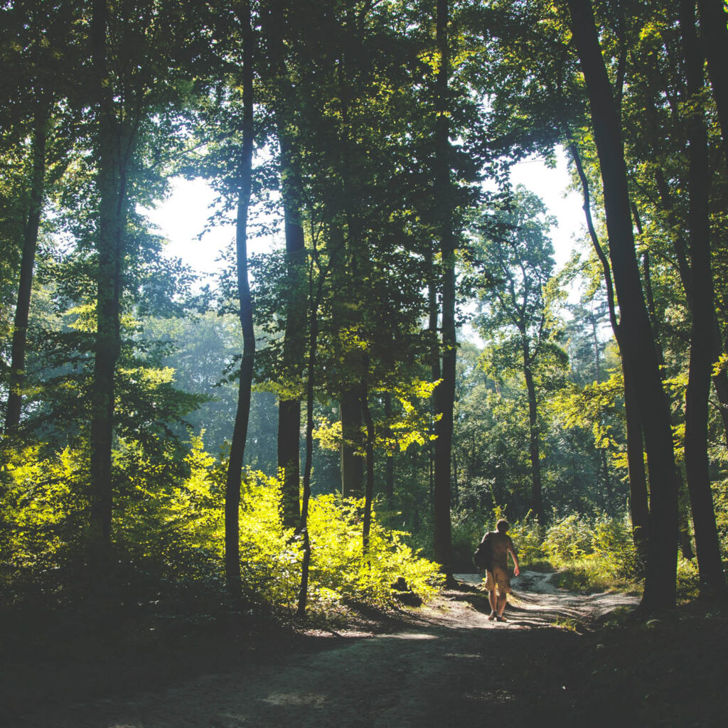 Reconnection Walk: Summer Solstice at INNSiDE by Melia - Thornley Woodlands Centre | What's On ...