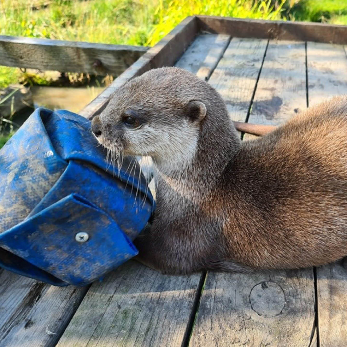Otter-igami: Making Otter Enrichment - Washington Wetland Centre | What ...