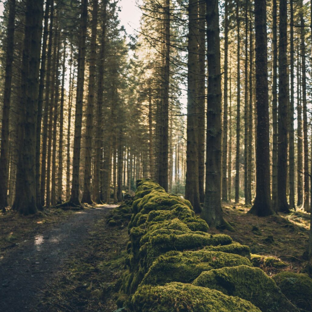 The new Reiver Trails to explore Kielder, Hadrian’s Wall and beyond ...