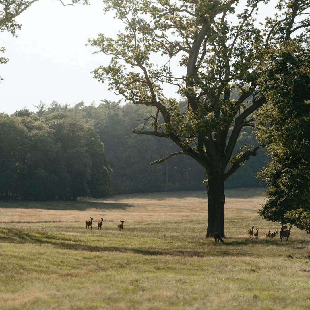 Family Deer Park Safari - Raby Castle | What's On | High Life North ...