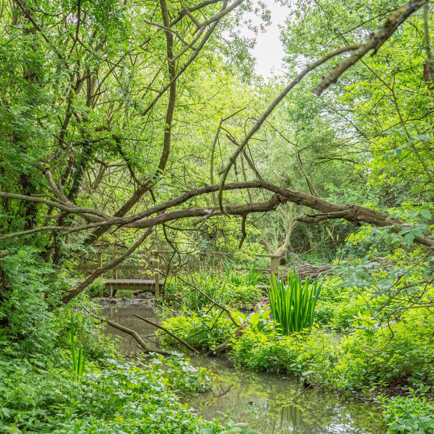 Wild Walk: Wet Wood - Washington Wetland Centre | What's On | High Life North | Look Good, Feel ...