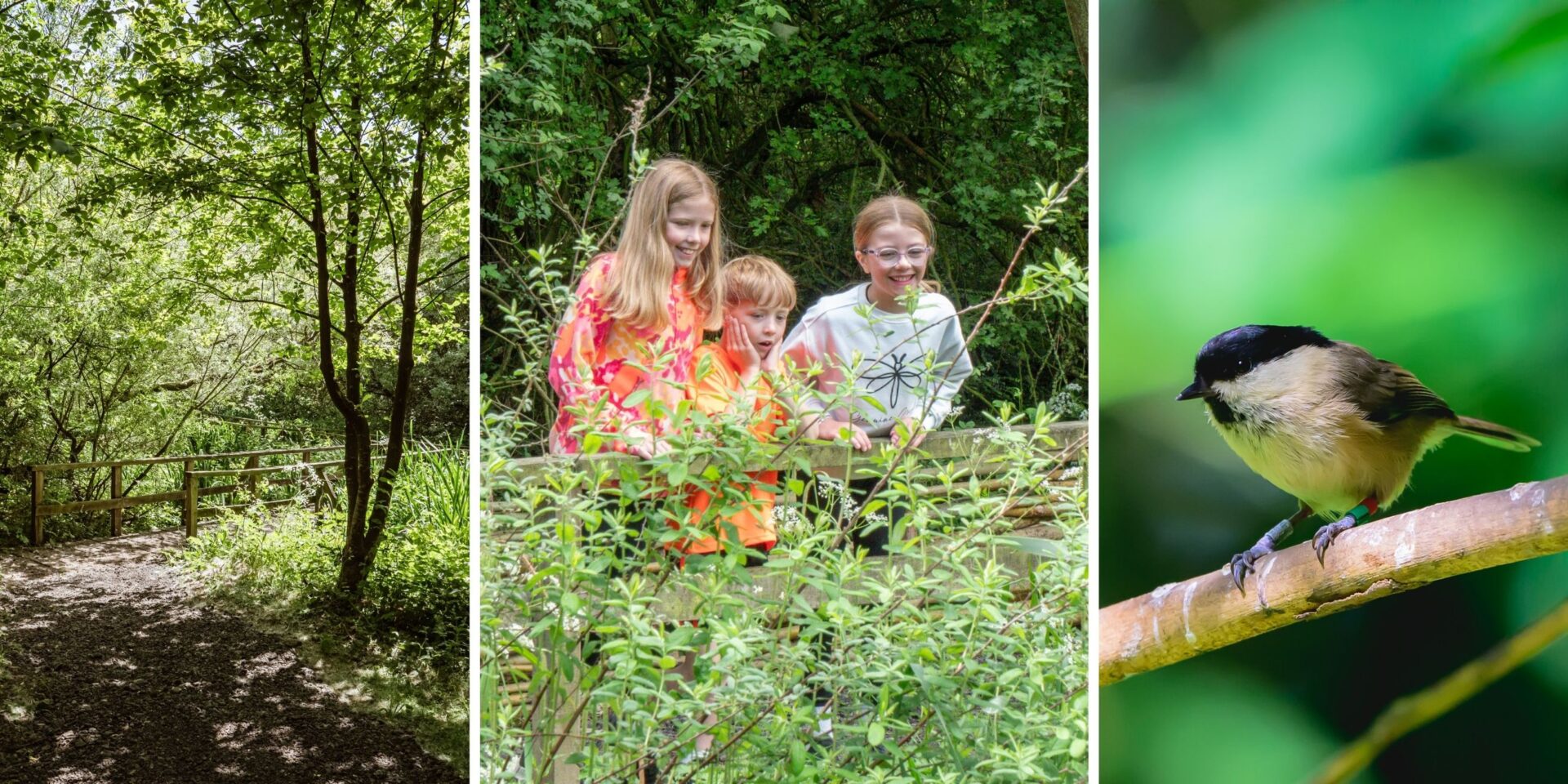 WWT Washington Wetland Centre reopens hidden woodland | High Life North ...
