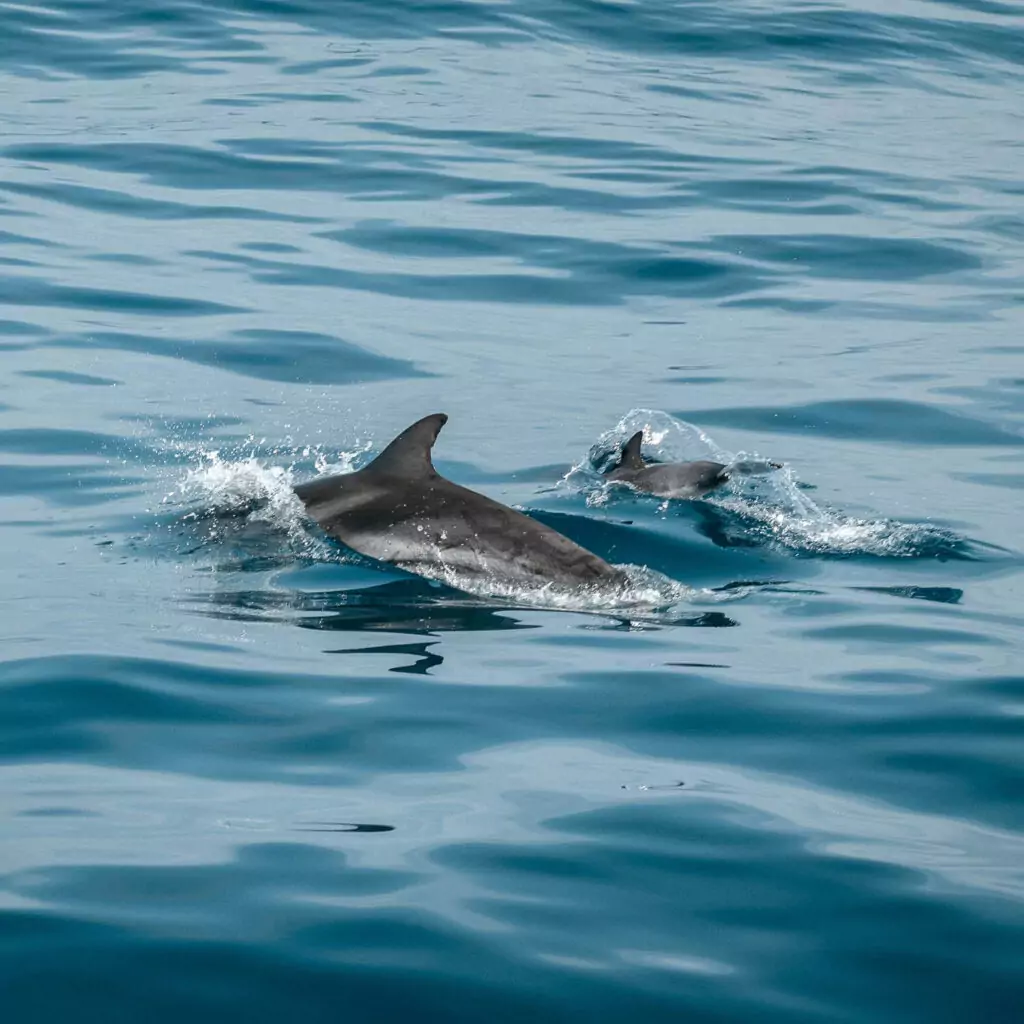 Family Fun Drop-In Day: The Cullercoats Dolphin Watch Group ...