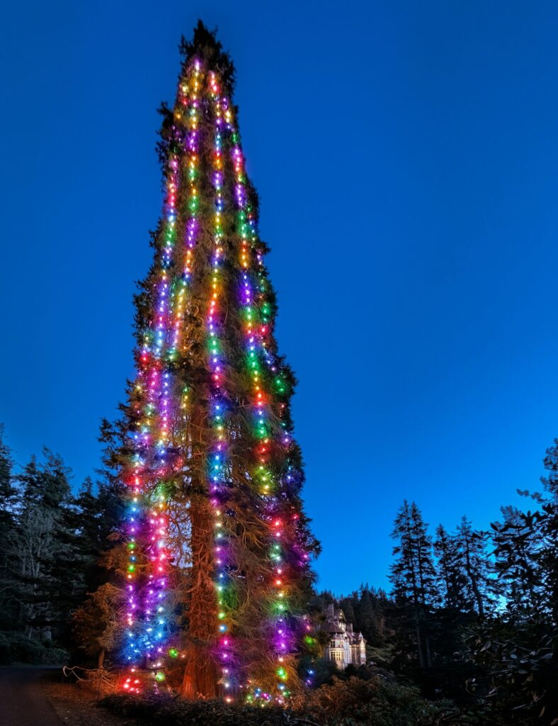 Festivities at Cragside have hit new heights this year | High Life ...